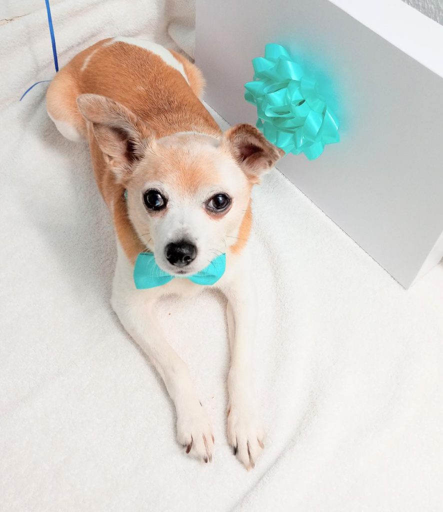 Staff Pets | Dallas ISD Staff News