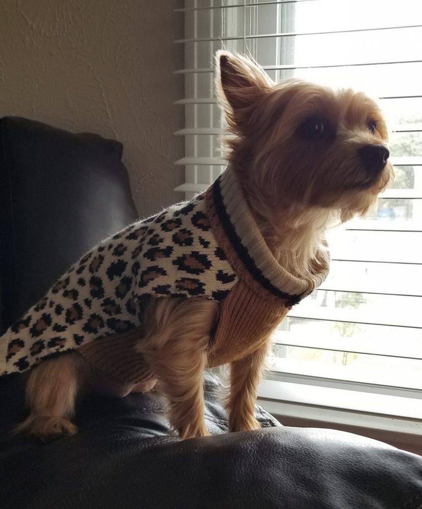 Staff pets are part of the family | Dallas ISD Staff News