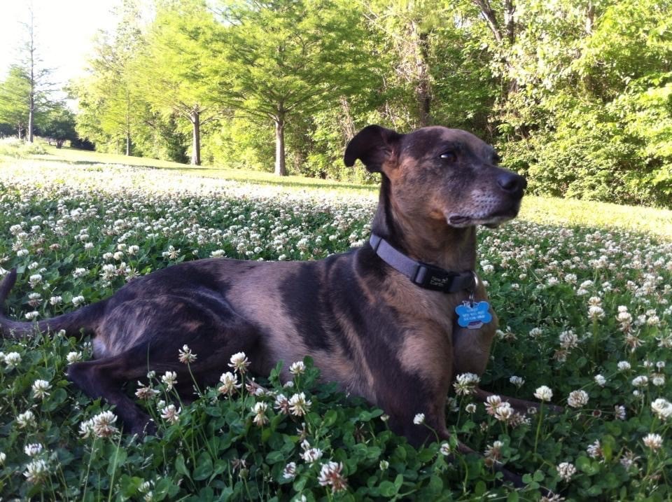 Staff pets put a spring in our steps | Dallas ISD Staff News