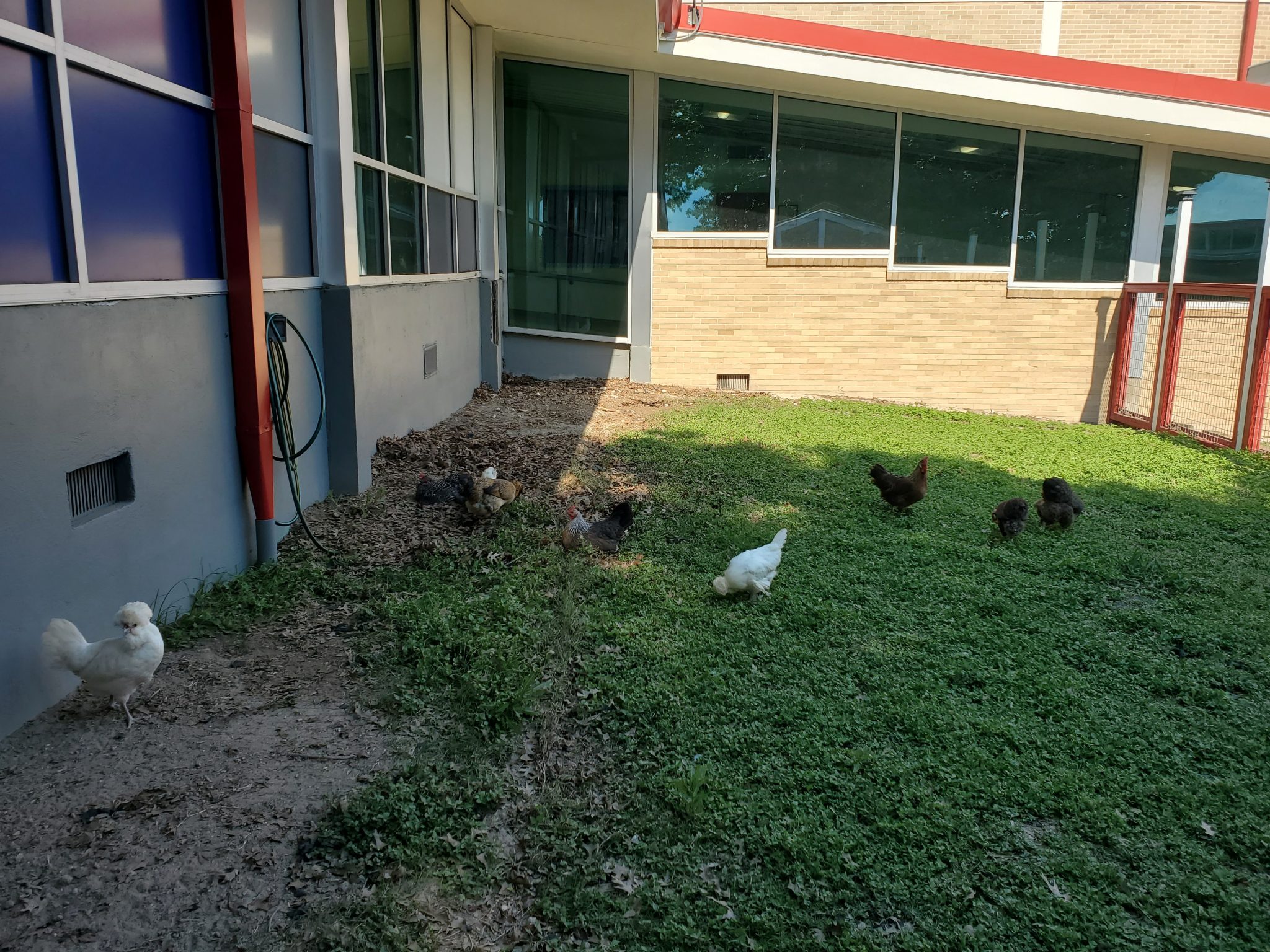 Bringing nature and the community into the school | Dallas ISD Staff News